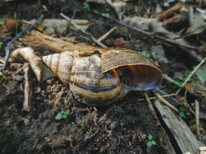 Snail shell on the ground stock photo. Image of wildlife - 320165218