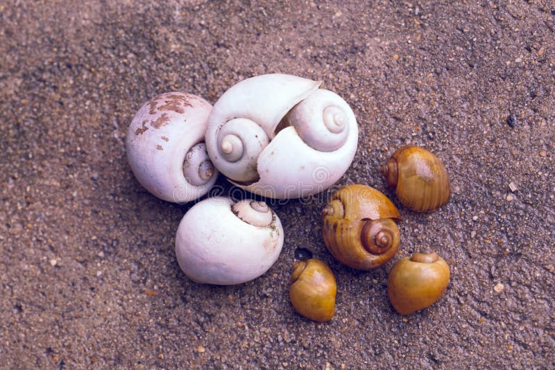 Snail Shell stock photo. Image of island, texture, white - 41417106