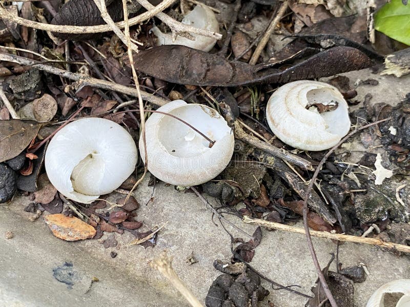 Snail shell on the ground stock image. Image of nature - 258525019