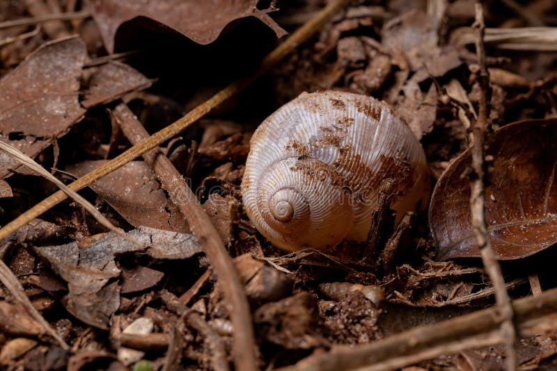 Snail shell stock image. Image of nautilus, design, close - 195613893