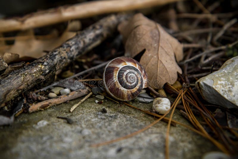 Snail Shell on the Ground Grape Snail Stock Photo - Image of nature ...