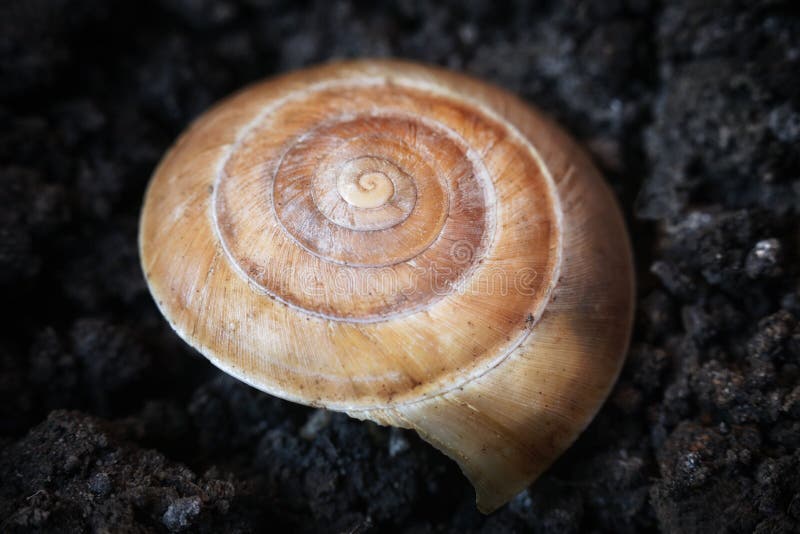 Snail Shell on Ground Level Macro Photo Stock Photo - Image of empty ...