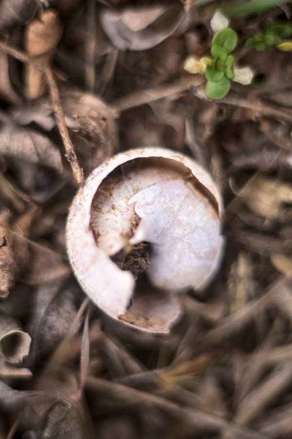 Snail Shell on the Ground Seen Up Close Stock Image - Image of homes ...