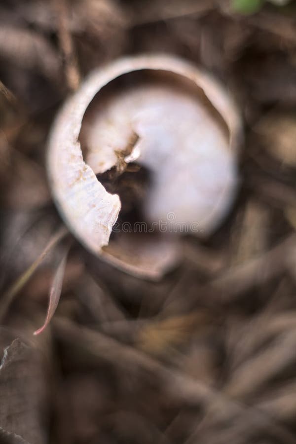 Snail Shell on the Ground Seen Up Close Stock Image - Image of meadow ...