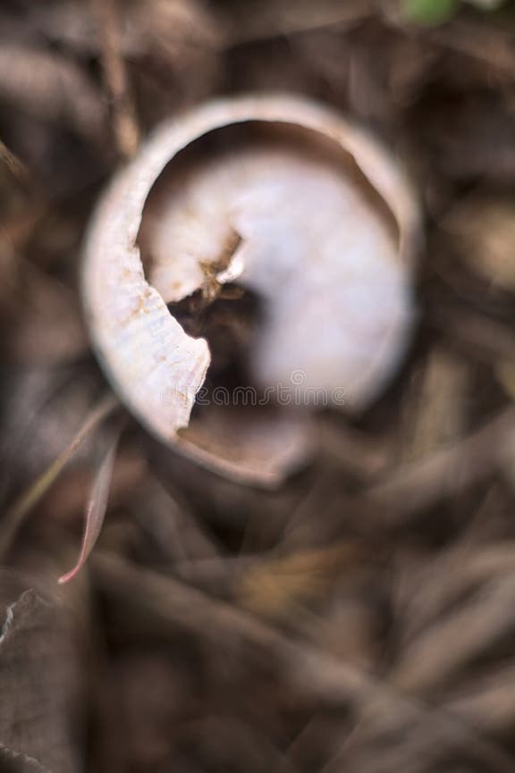 Snail Shell on the Ground Seen Up Close Stock Image - Image of meadow ...