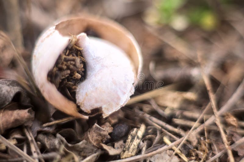Snail Shell on the Ground Seen Up Close Stock Photo - Image of home ...