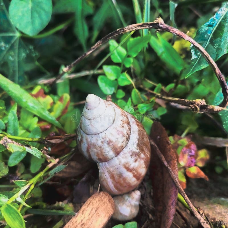 Snail Shell that Has Been Left by Its Owner Stock Photo - Image of ...