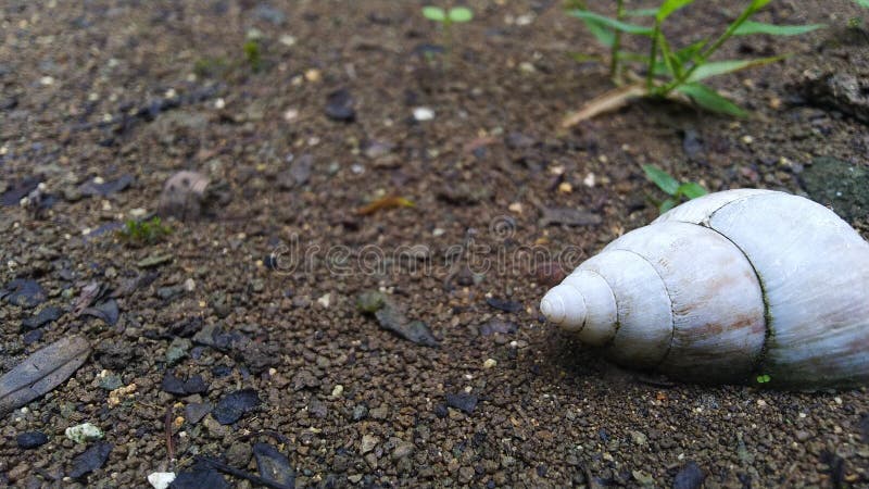 The Snail Shell that Has Been Left by the Snail Stock Photo - Image of ...
