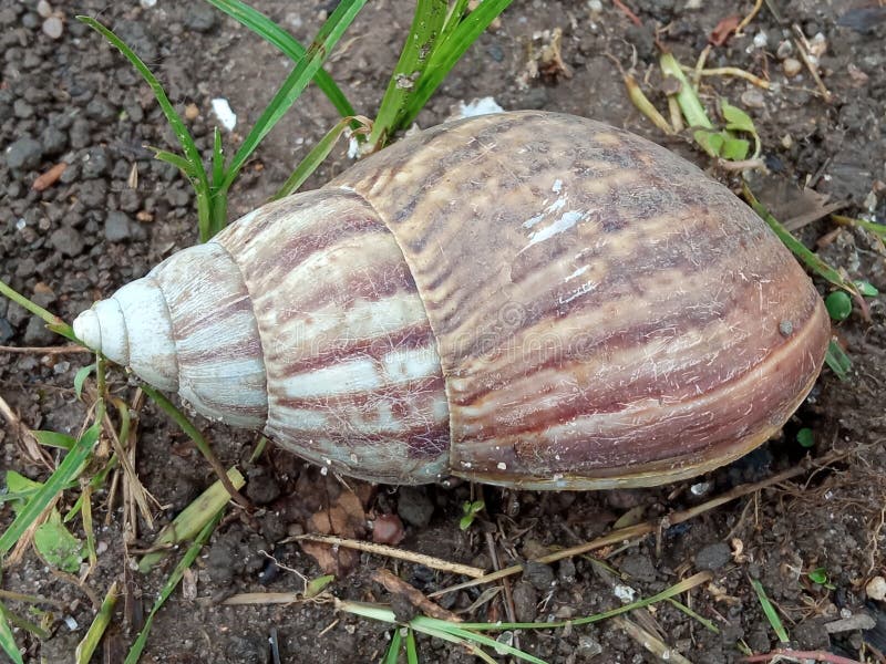 A Snail Shell that only Has a Shell Stock Image - Image of snail, uniqe ...