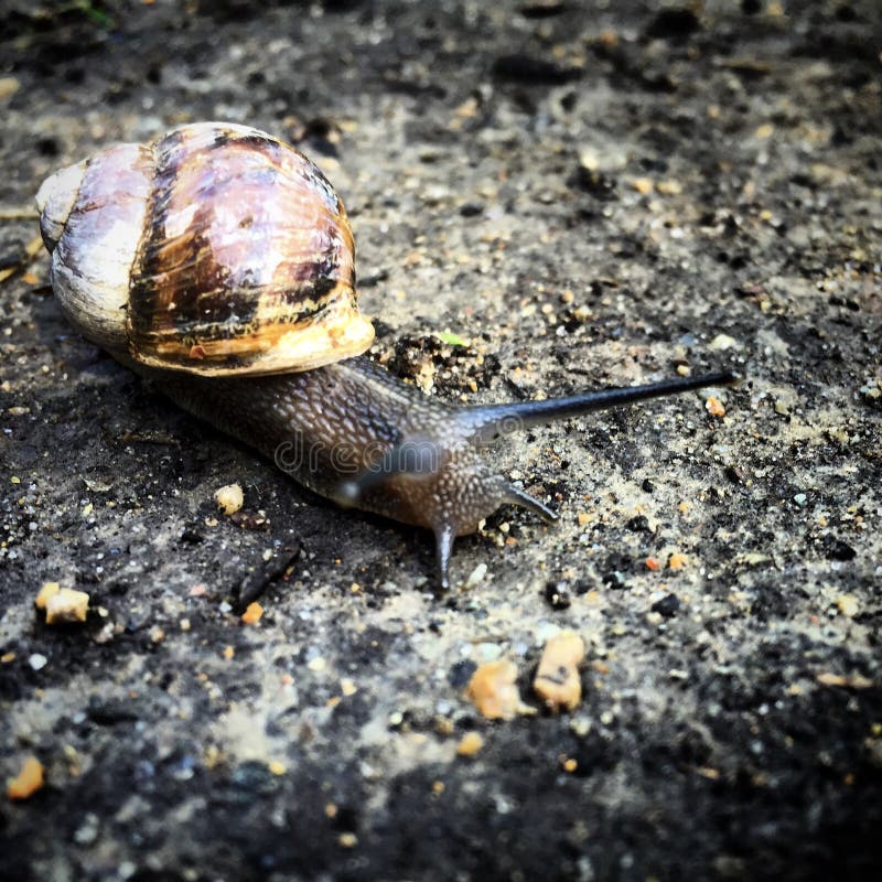 Snail stock image. Image of antlers, shell, slow, nature - 83440405