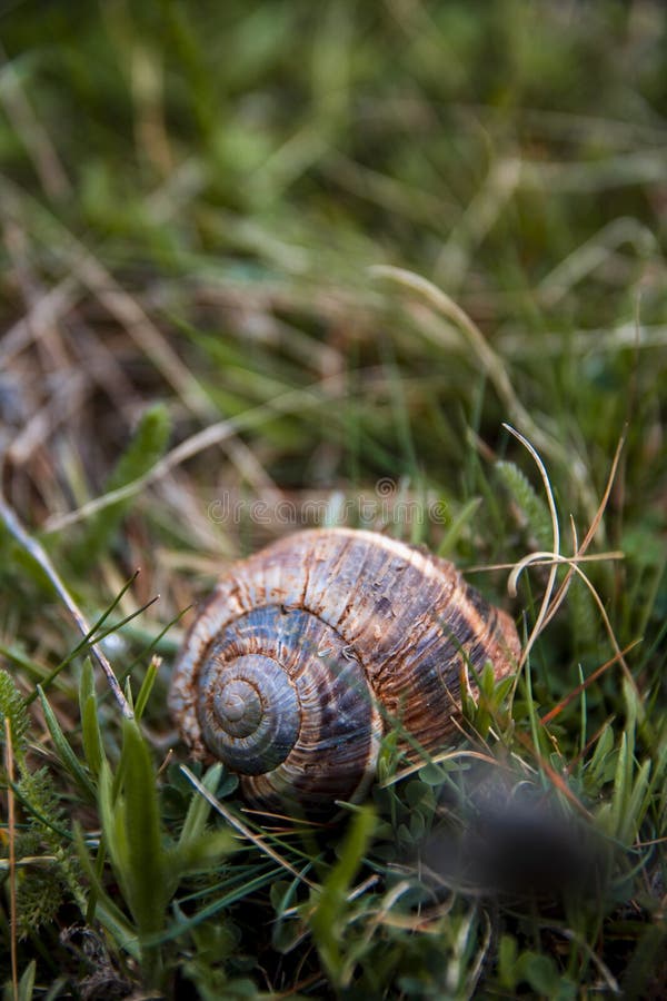 Snail Shell Home on the Grass Floor in the Beginning of Spring. Stock ...