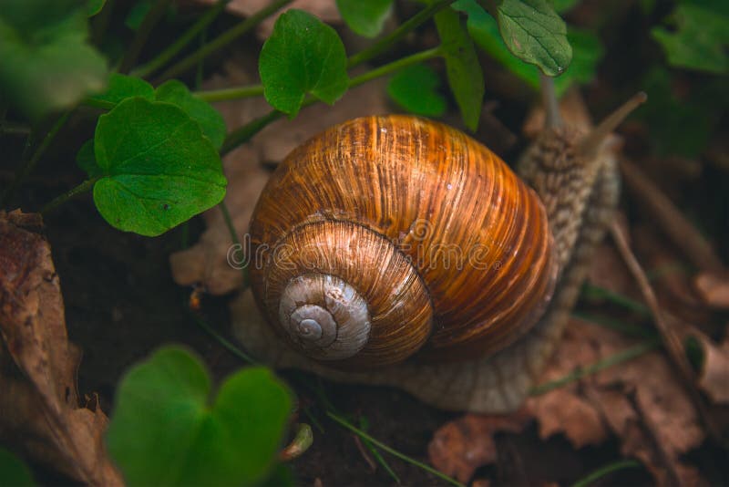 Snail Shell Horns Nature Sunny Day Stock Image - Image of happiness ...