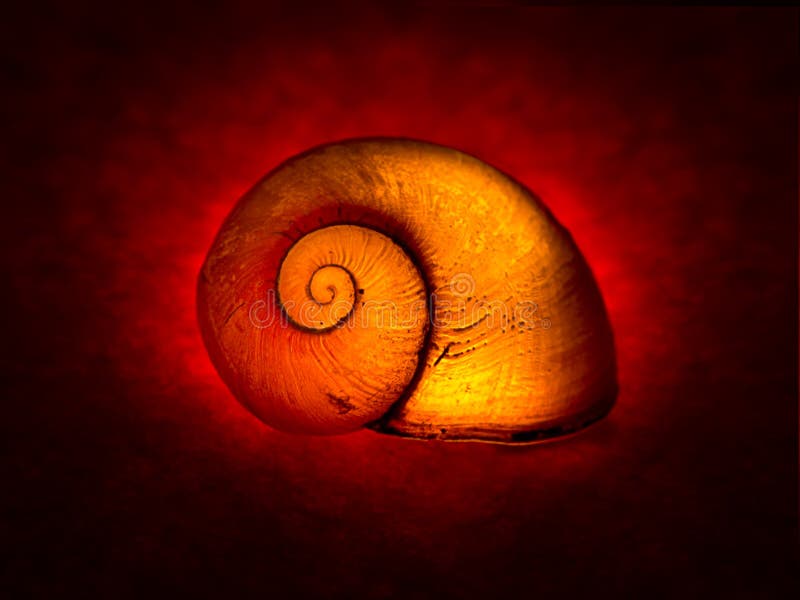 Snail Shell Illuminated Over Red Background - Macr Stock Image - Image ...