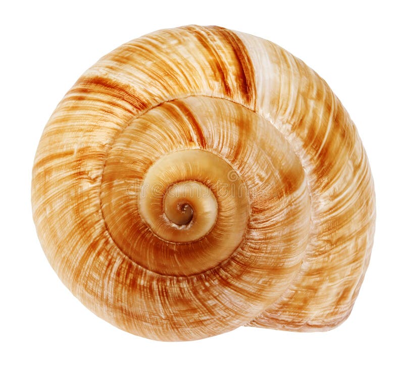 Snail shell stock image. Image of fossil, sacred, conceptual - 45280885