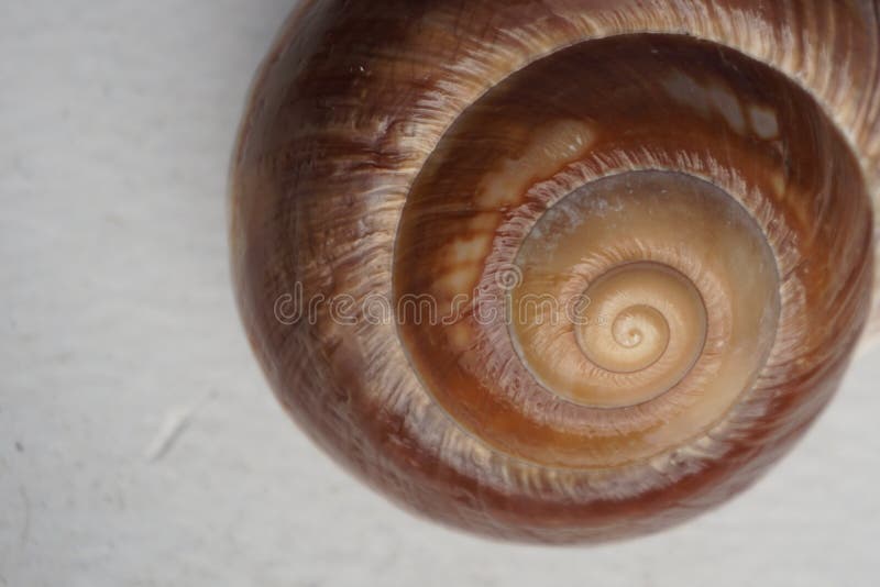 Snail shell stock image. Image of white, swirl, shell - 93166755