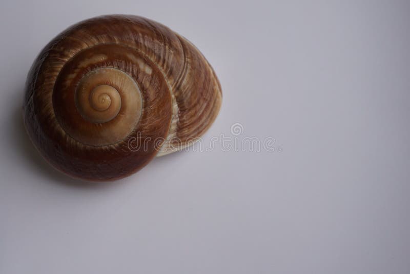 Snail shell stock image. Image of large, inside, shell - 93166807