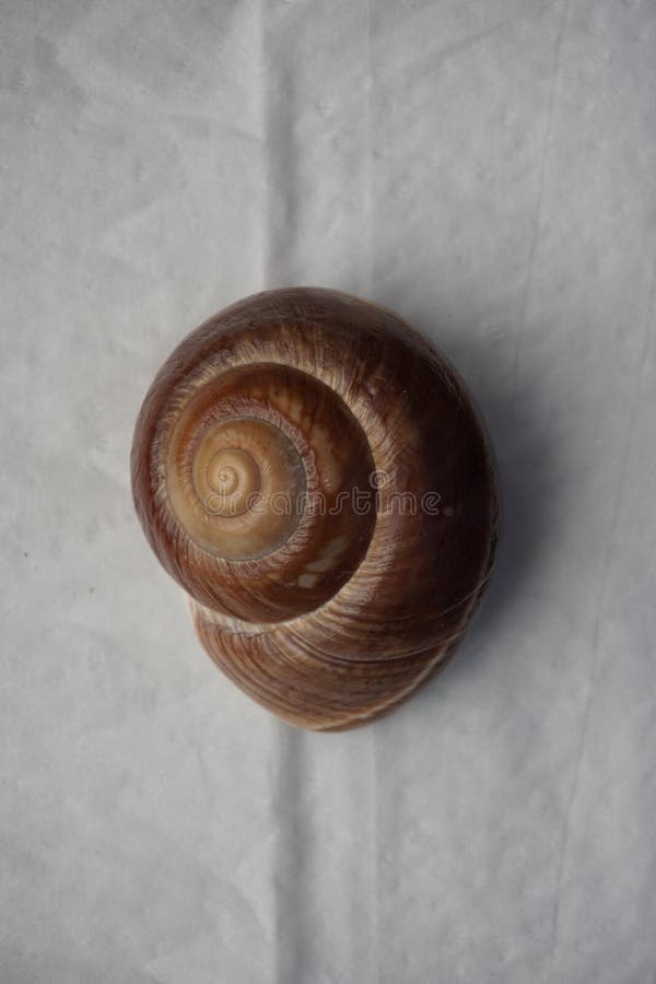 Snail shell stock image. Image of large, spiral, brown - 93166741