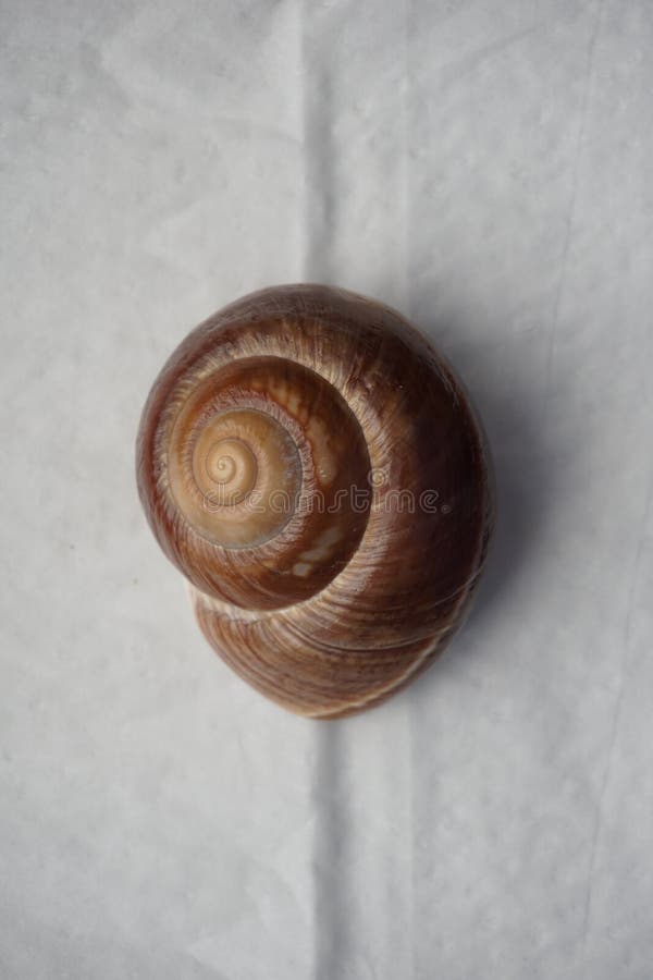 Snail shell stock image. Image of brown, large, nature - 93166759