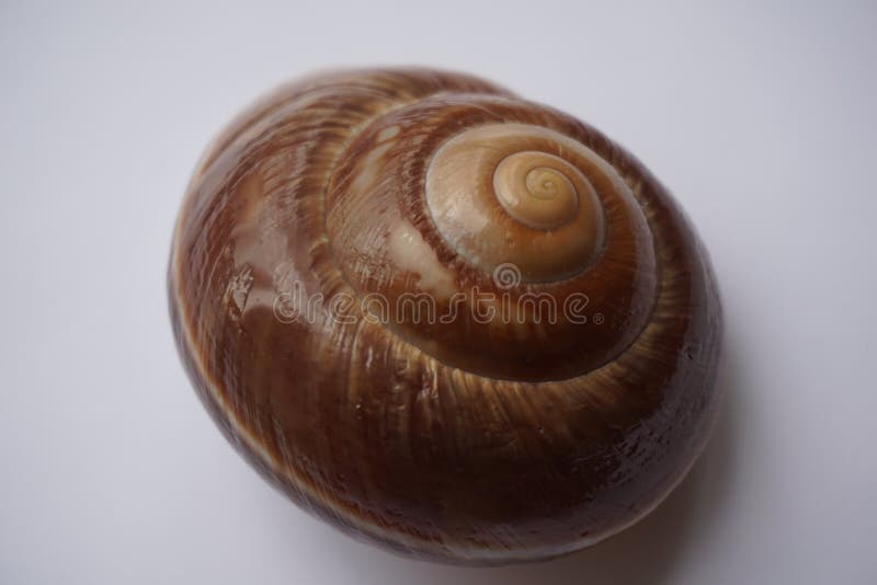 Snail shell stock photo. Image of close, snail, nature - 93166772