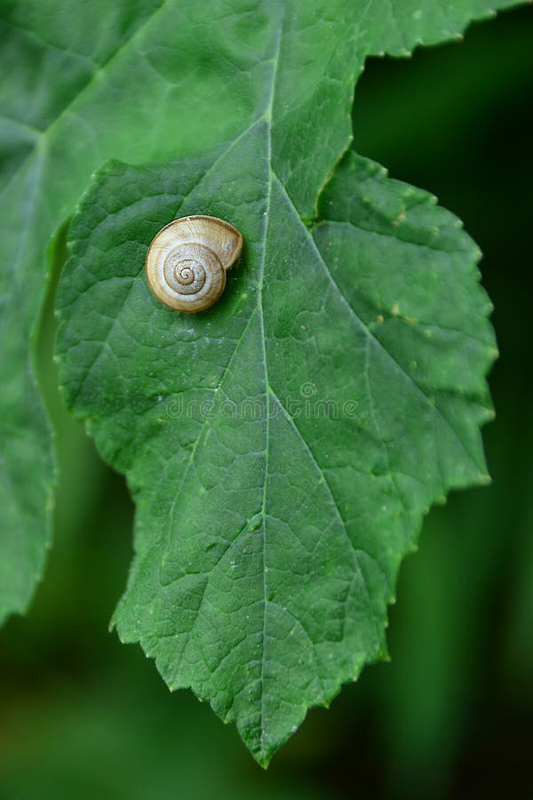 Snail shell on the leaf stock photo. Image of spiral - 96864728