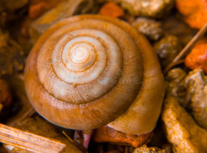 Shell with owner stock image. Image of yellow, leaf - 243061033