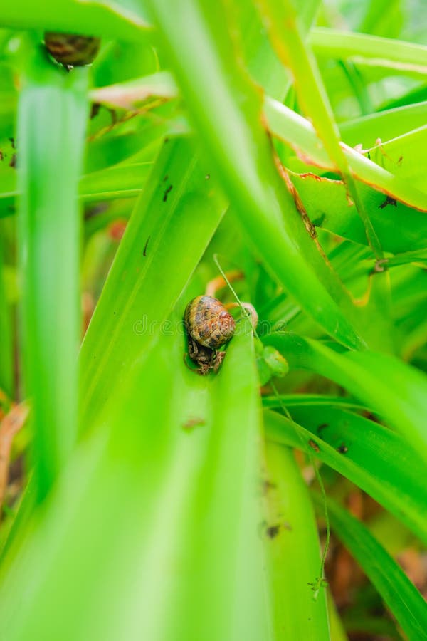 Snail Shell on a Long Leaf between Many Leaves in a Garden of a Park in ...