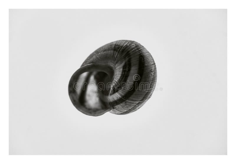Snail Shell Macro - Fine Art Photography Stock Image - Image of forks ...