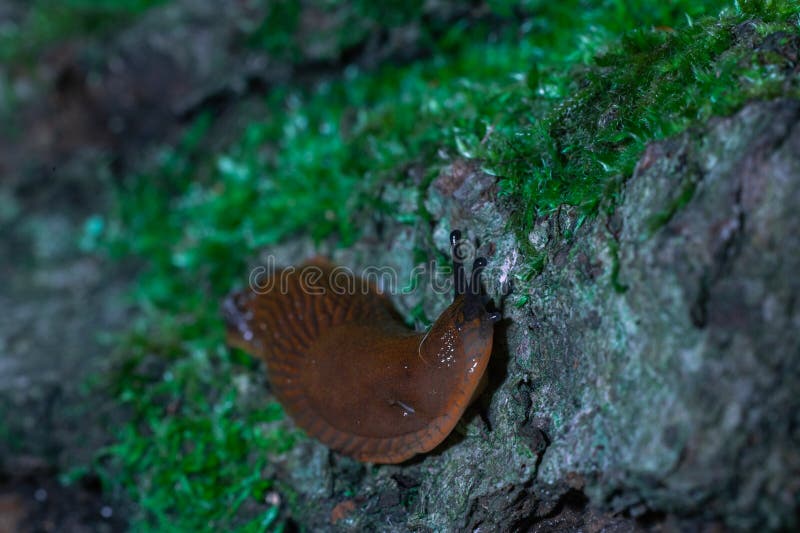 Snail without Shell Macro Photography Soft Focus with Stone and Moss in ...