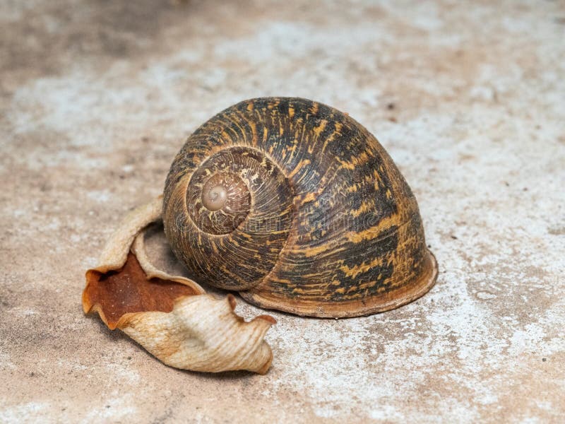 Snail shell stock photo. Image of brown, striped, shell - 236116412