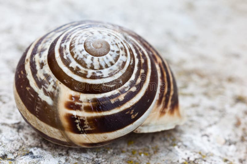Snail shell stock photo. Image of snail, nature, beauty - 30485438