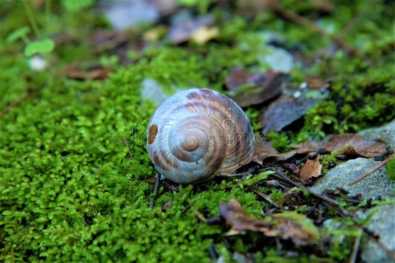 Snail Shell on Moss Covered Ground Stock Photo - Image of empty, ground ...