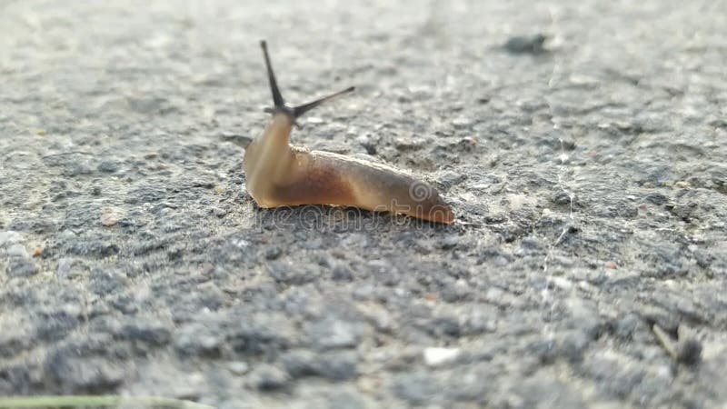 Snail without a Shell. Snail without a Shell Moves Along the Asphalt ...