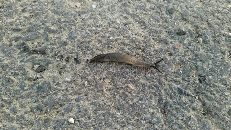 Snail without a Shell. Snail without a Shell Moves Along the Asphalt ...