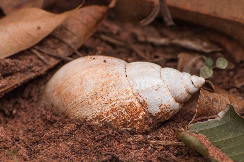 Snail Shell in Mud with Some Dry Leaves Around Stock Image - Image of ...