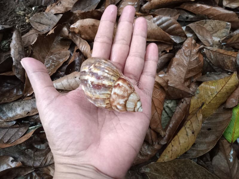 Snail shell in my hand stock image. Image of hand, invertebrata - 258346707