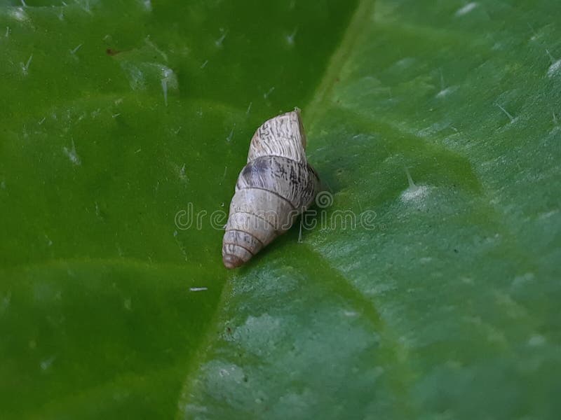 Snail Shell on Nature stock image. Image of shells, shell - 212902799