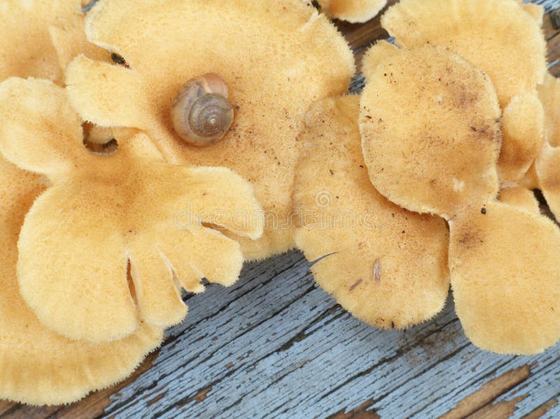 Snail Shell Nestled on Mushroom Stock Photo - Image of mushrooms, beige ...