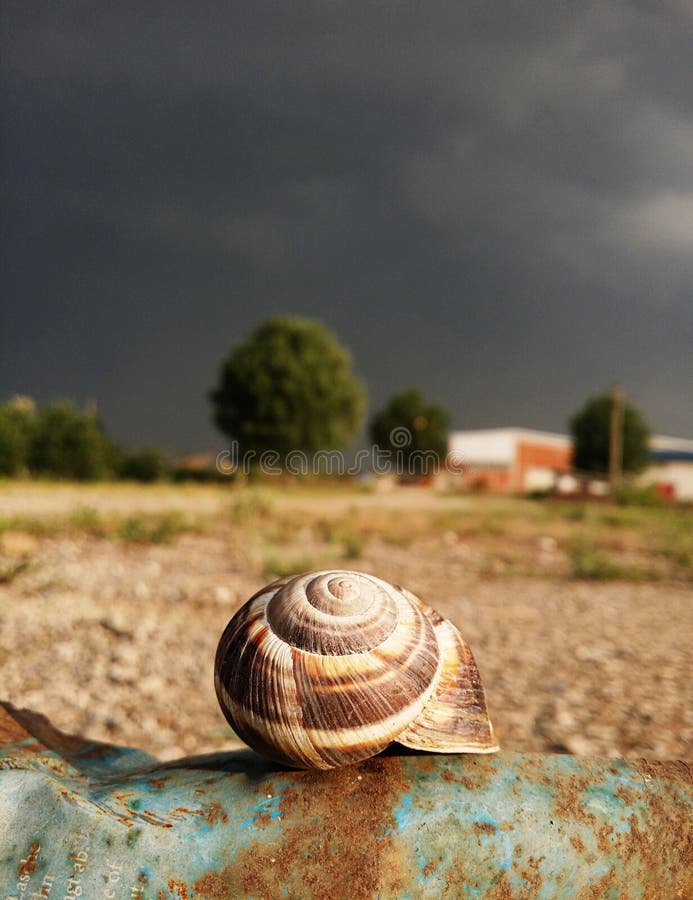 Snail Shell on Old Metal Can before Storn Stock Photo - Image of nature ...