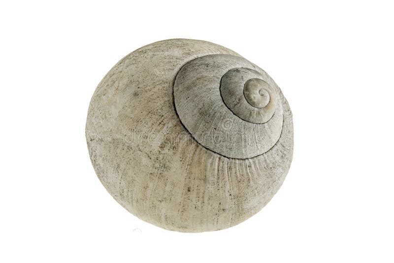 Snail shell stock image. Image of land, design, background - 56658853