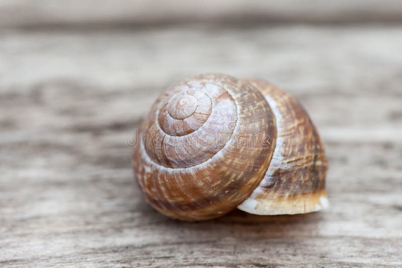 Snail Shell on Old Wood Plank Background Stock Photo - Image of concept ...
