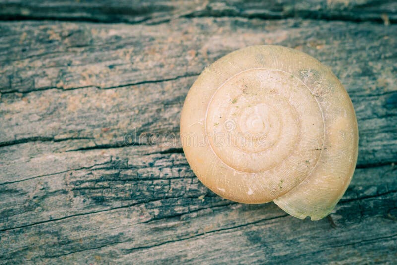 Snail Shell on Wood Texture Background Vintage Stock Photo - Image of ...