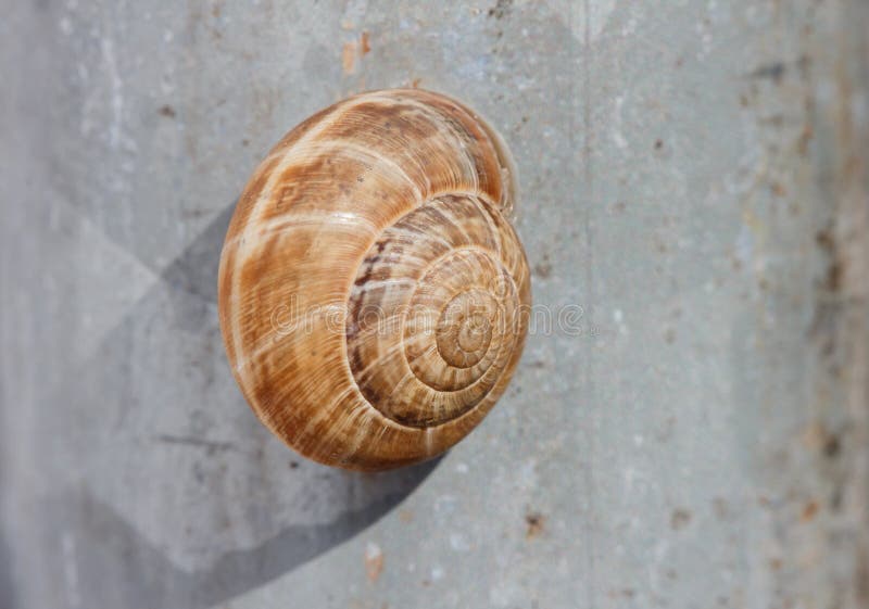 Snail shell stock image. Image of snail, extreme, surface - 47955429