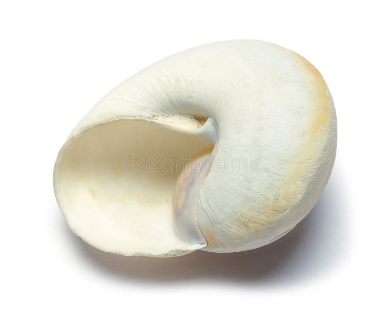 Snail Shell Opening stock photo. Image of life, snail - 309433804