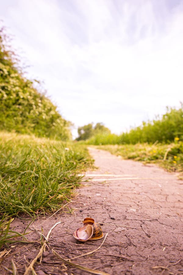 Snail Shell Path stock image. Image of path, design - 221236937