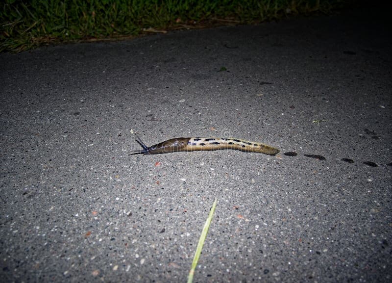 A Snail without the Shell on the Pavement Stock Image - Image of ...