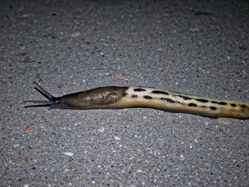 A Snail without the Shell on the Pavement, Moscow Stock Image - Image ...