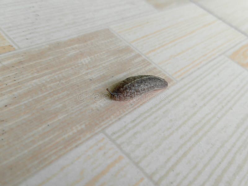 Snail without Shell Photography, Small Wildlife Background Stock Photo ...