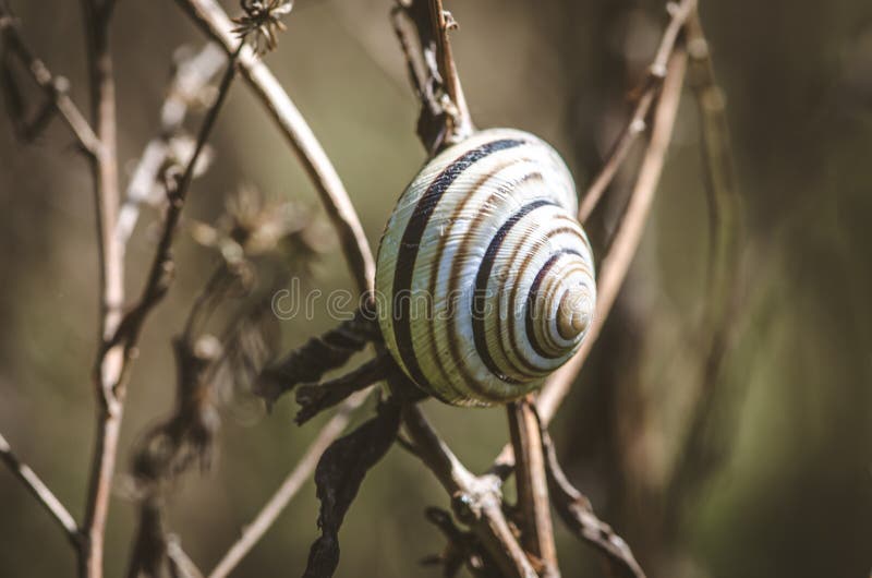 Snail shell in plant stock image. Image of horizontal - 85426935
