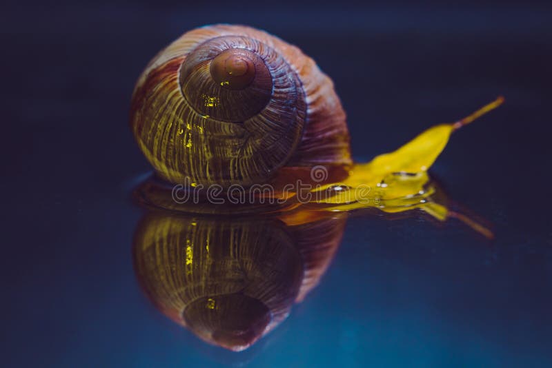 Snail Shell Reflection in the Water Mirror Stock Photo - Image of green ...