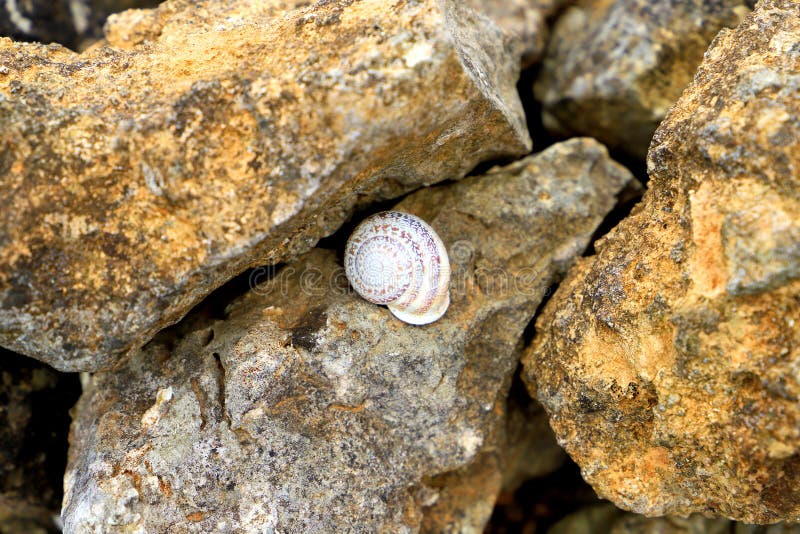 Snail Shell on the Rocks. Close-up of a Snail on a Stone. Stock Image ...